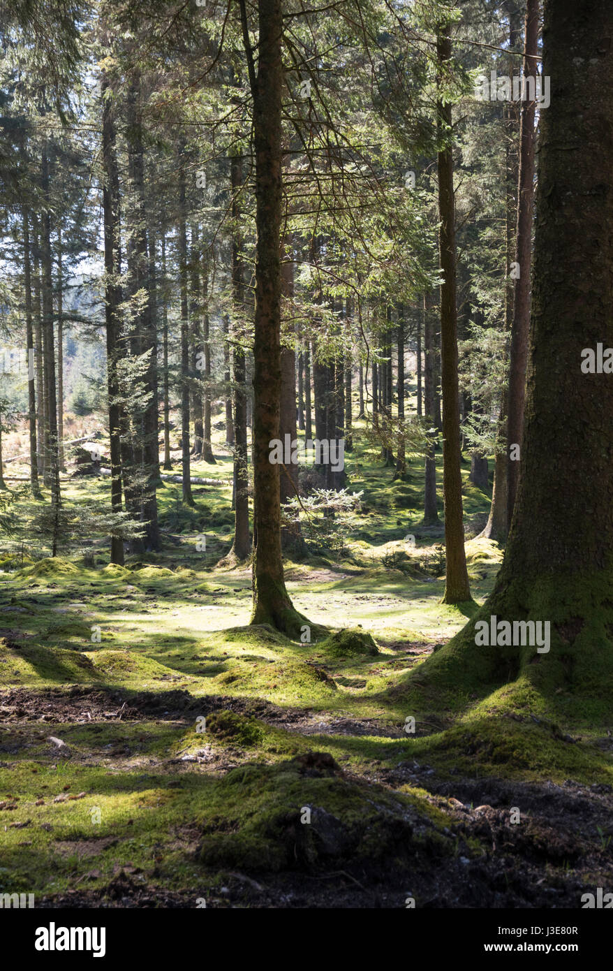 Bellever Forest, Dartmoor Stock Photo - Alamy