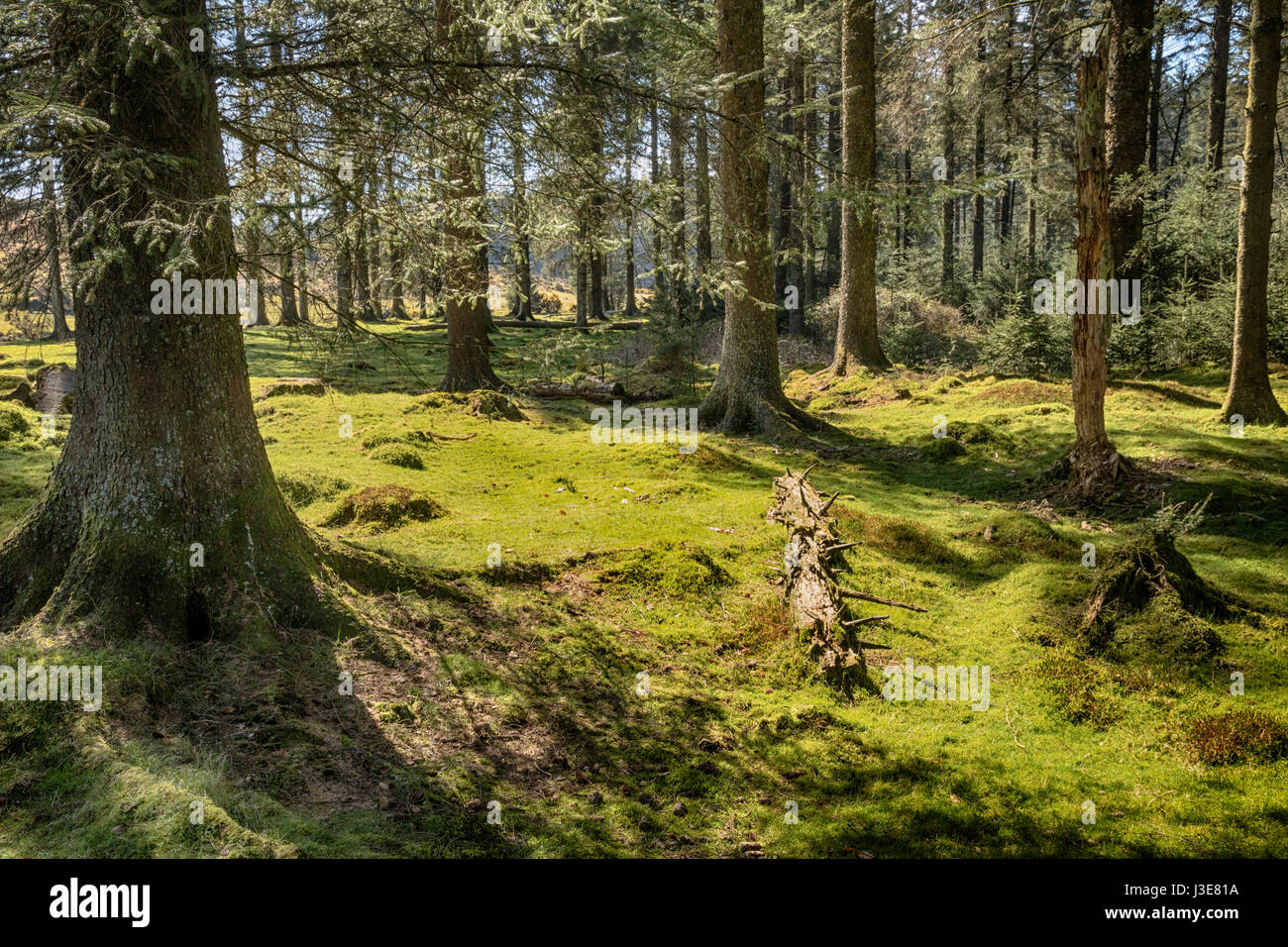 Bellever Forest, Dartmoor Stock Photo - Alamy