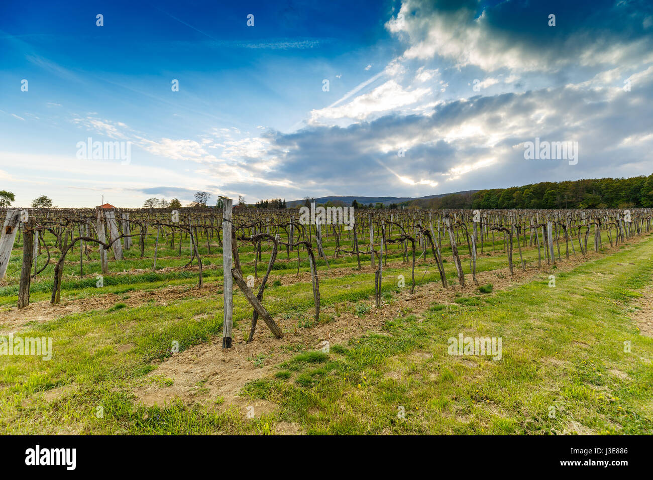 Grape field hi-res stock photography and images - Alamy