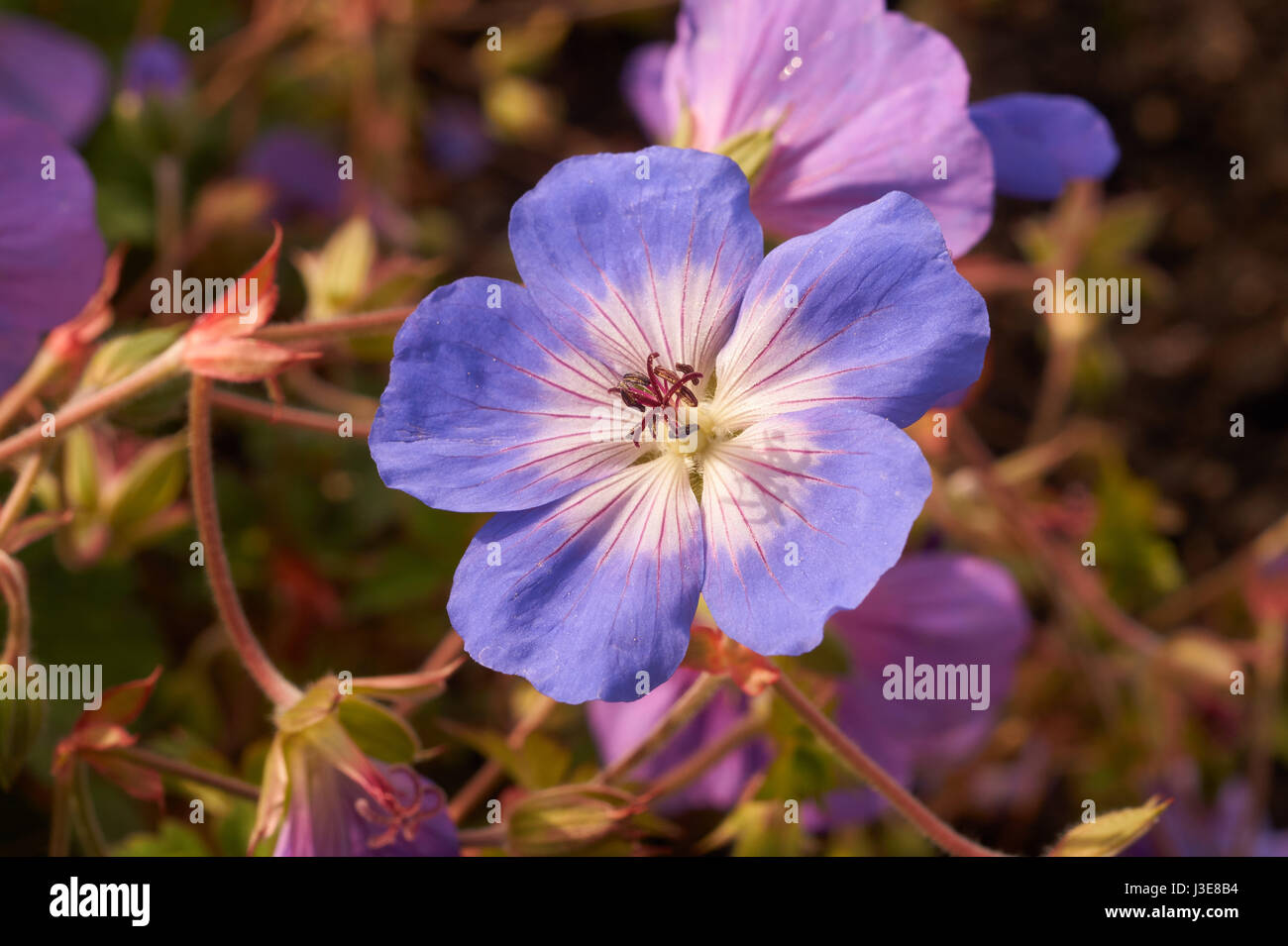 blue and white geranium Stock Photo - Alamy