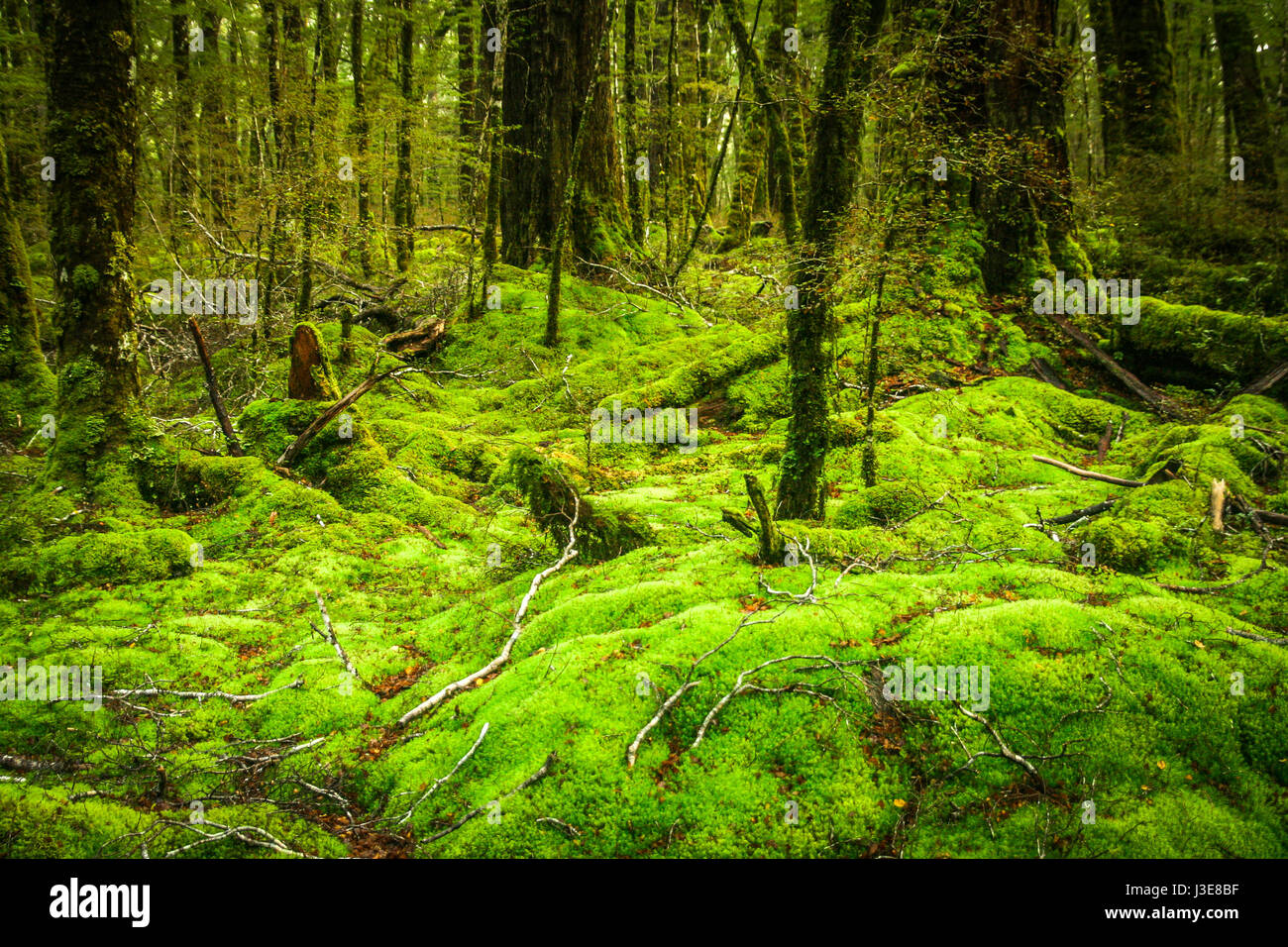 Beautiful vivid rainforest in Fiordland national park, New Zealand ...