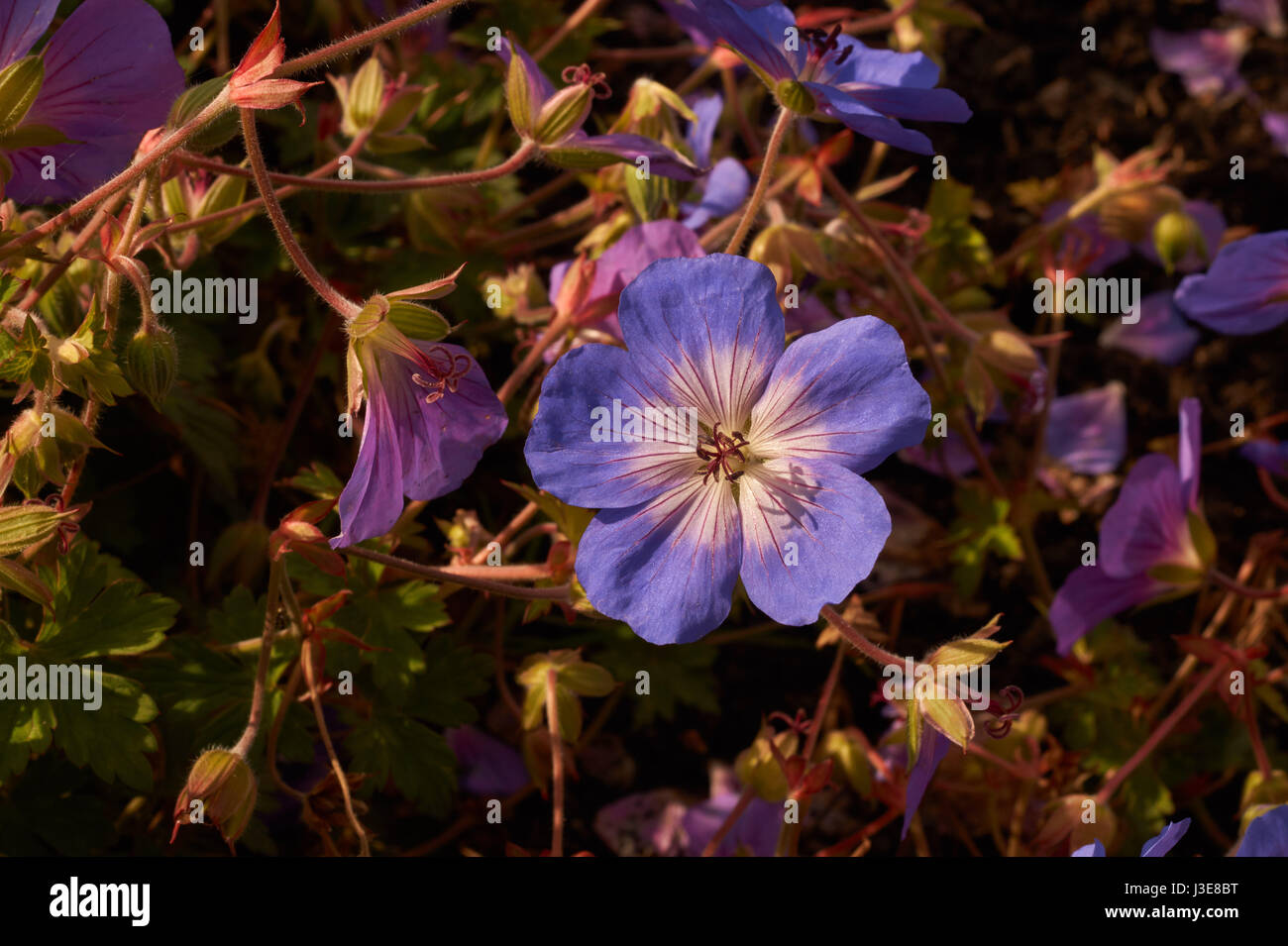 blue and white geranium Stock Photo - Alamy