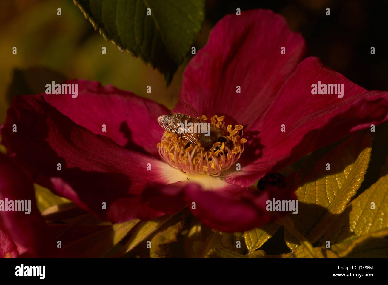 Image of flower and bee drinking nectar hi-res stock photography and ...