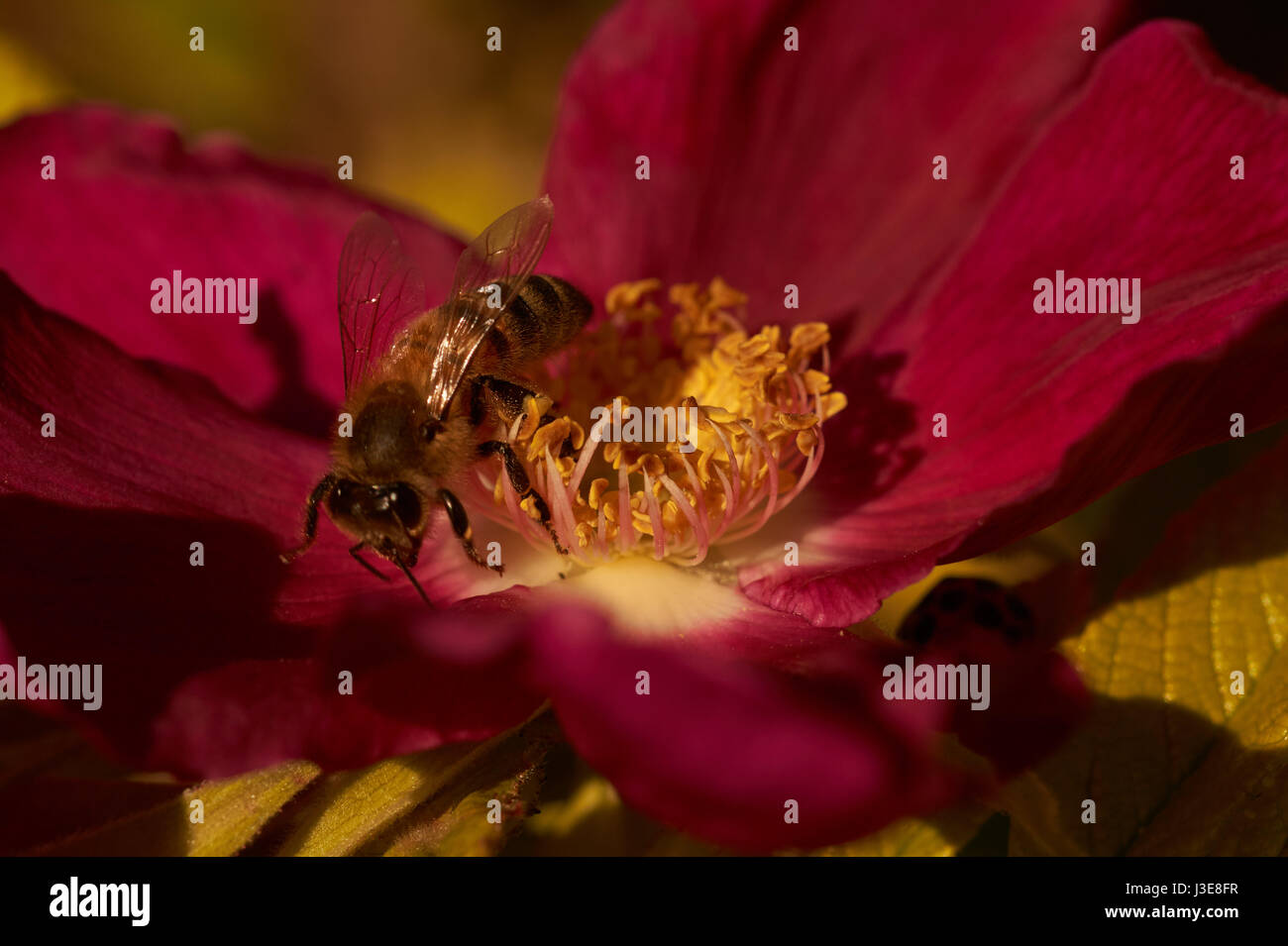 Image of flower and bee drinking nectar hi-res stock photography and ...