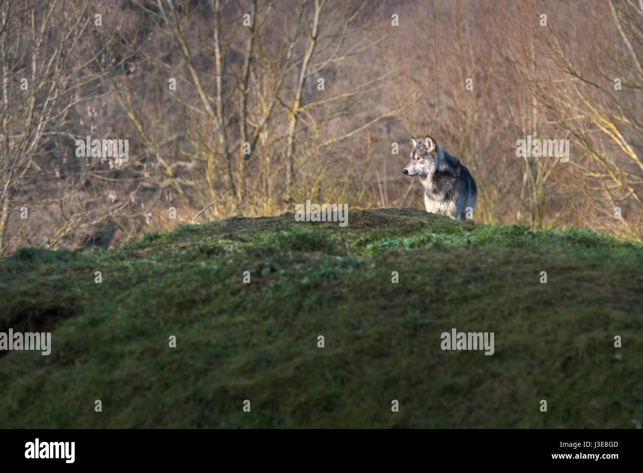 Rolling wolf me hi-res stock photography and images - Alamy