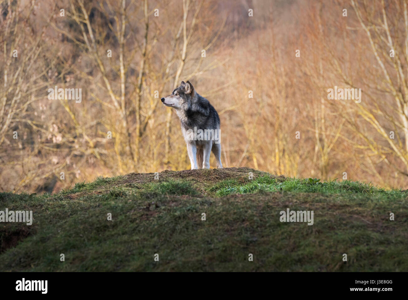 Arctic wolf habitat hi-res stock photography and images - Alamy