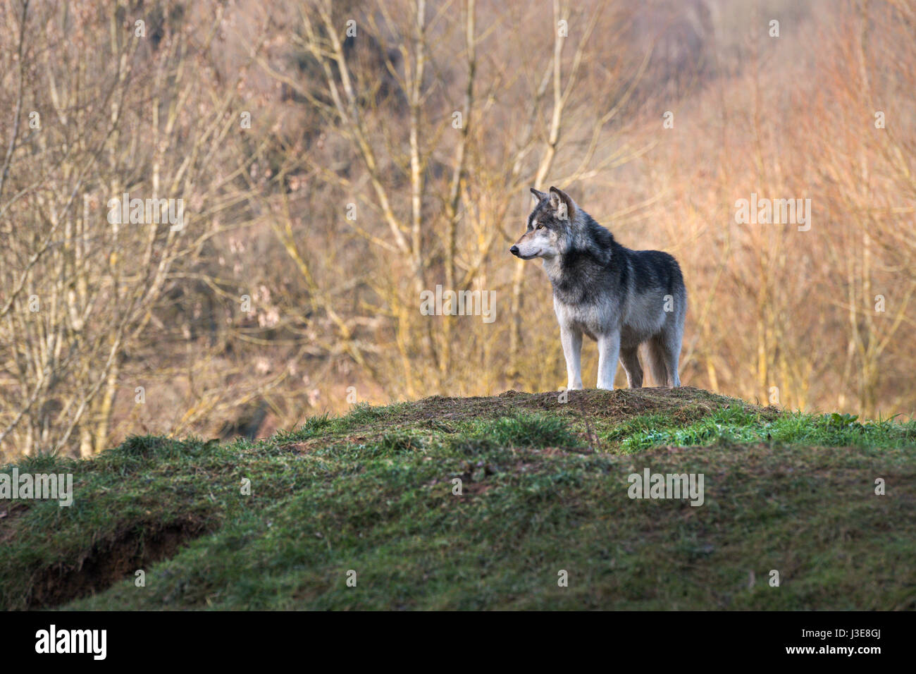 Scent rolling hi-res stock photography and images - Alamy