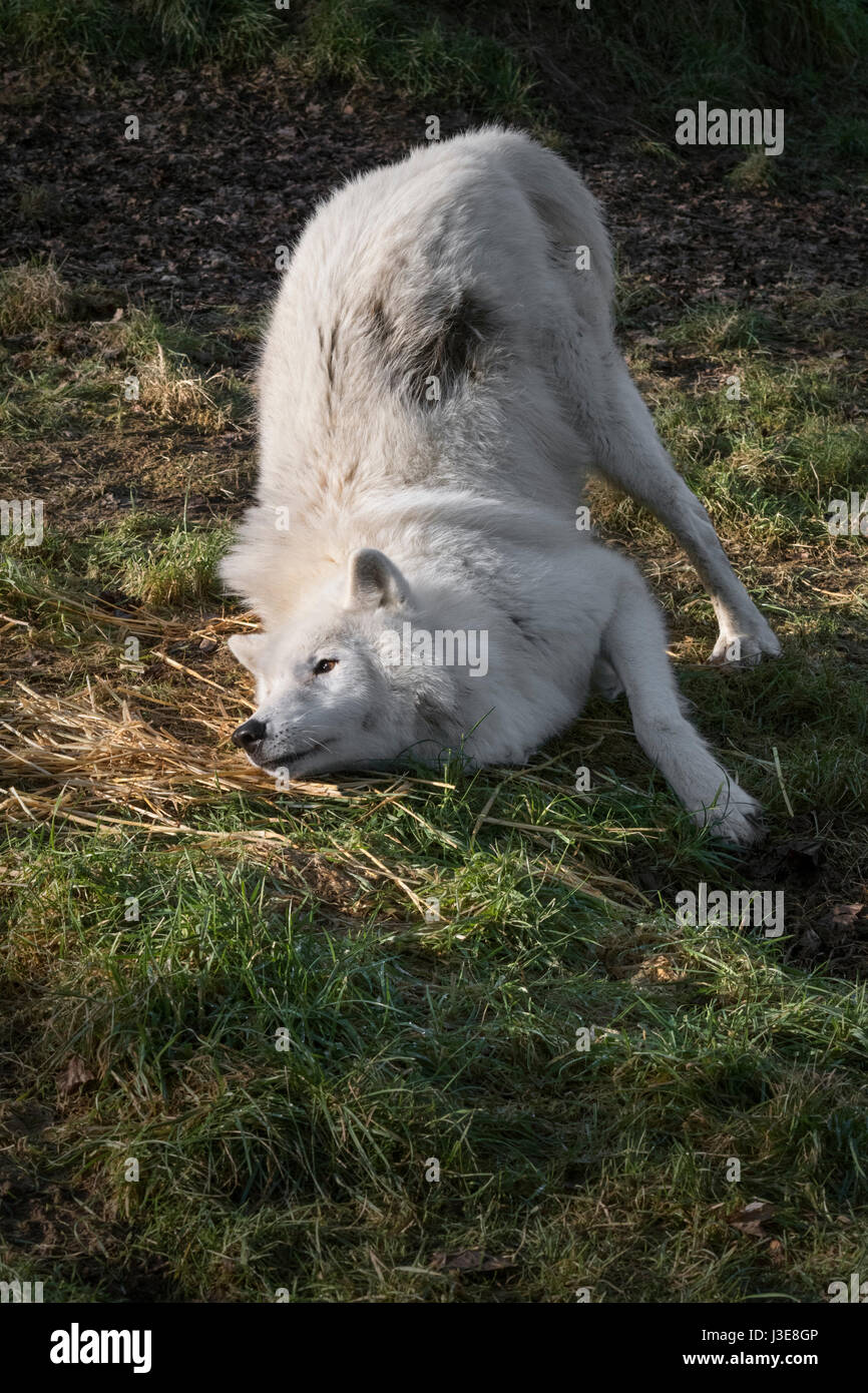 Rolling wolf me hi-res stock photography and images - Alamy