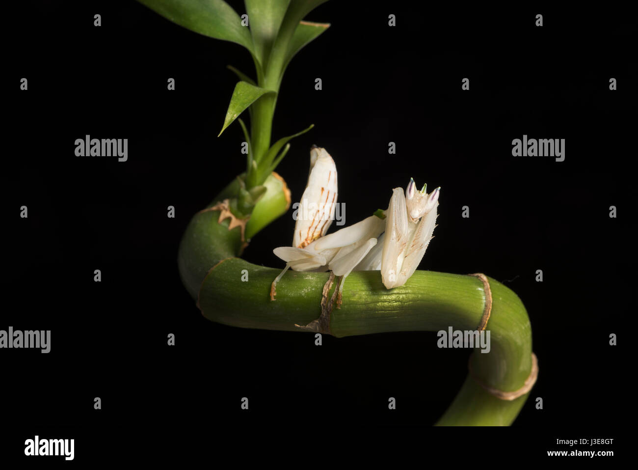 Pink orchid mantis hi-res stock photography and images - Alamy