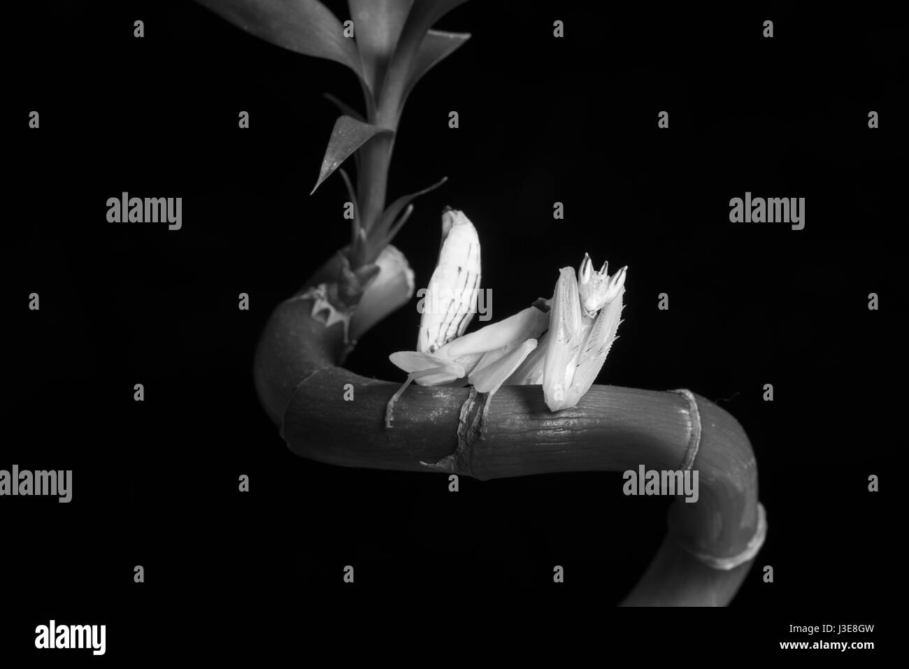 Mantis hymenopus coronatus Black and White Stock Photos & Images - Alamy