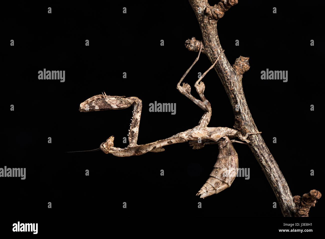Dead Leaf Mantis Stock Photo - Alamy