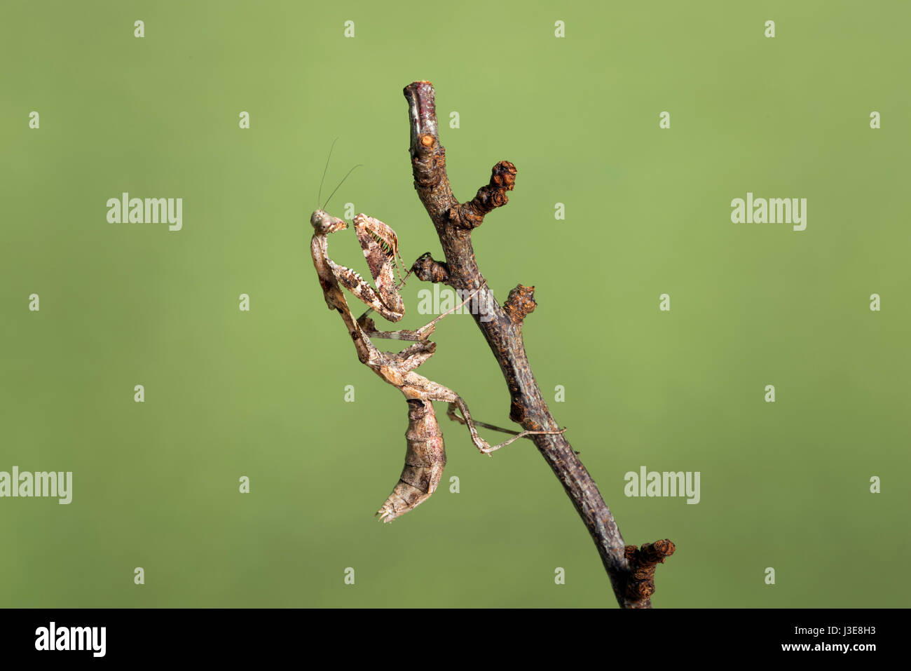 Dead Leaf Mantis Stock Photo - Alamy