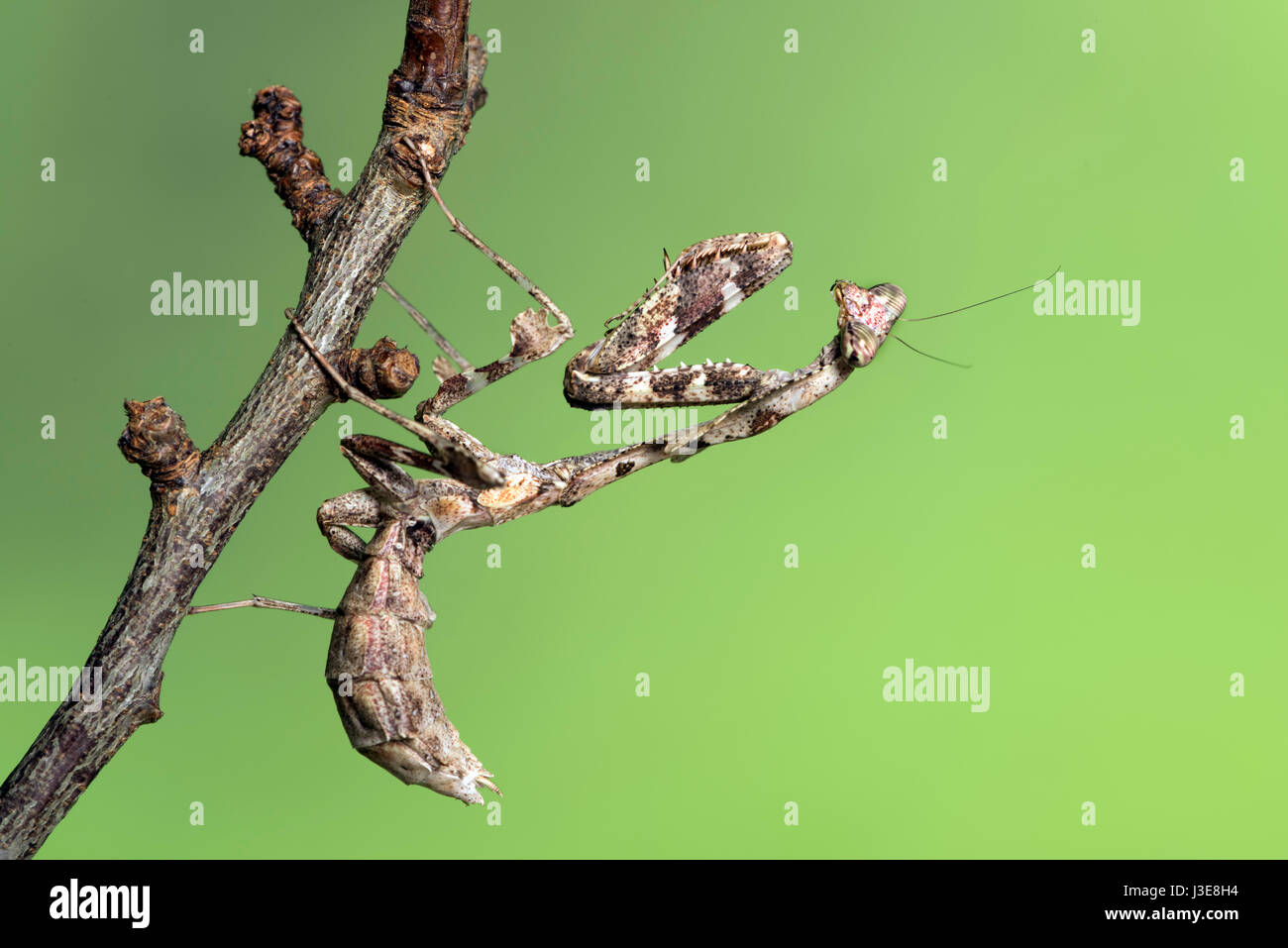 Dead Leaf Mantis Stock Photo - Alamy