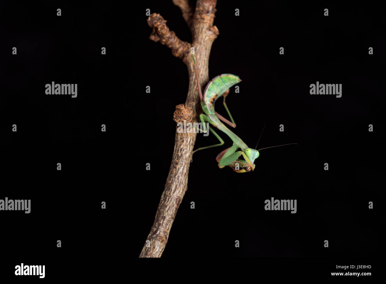 King mantis hi-res stock photography and images - Alamy