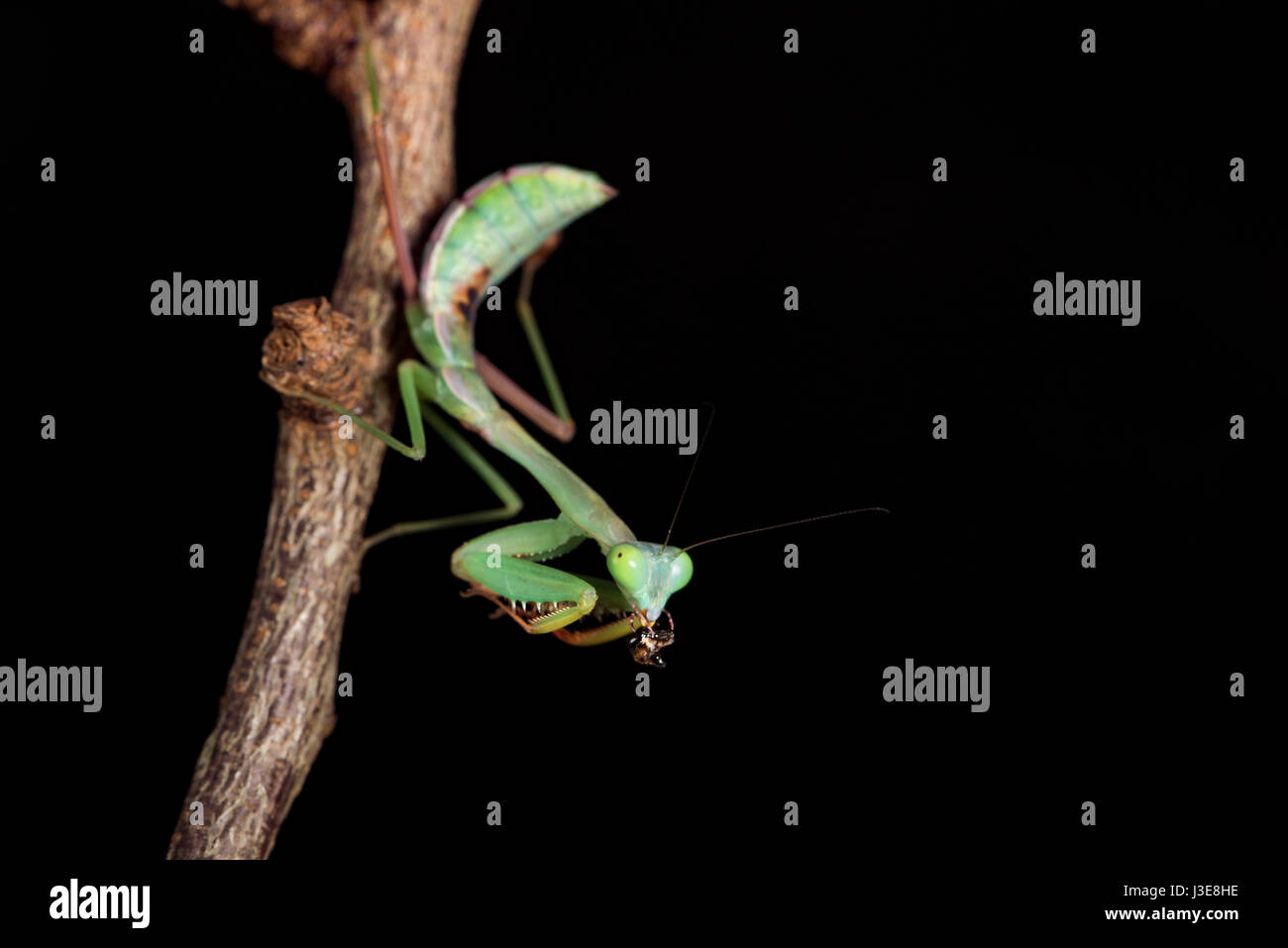 King mantis hi-res stock photography and images - Alamy