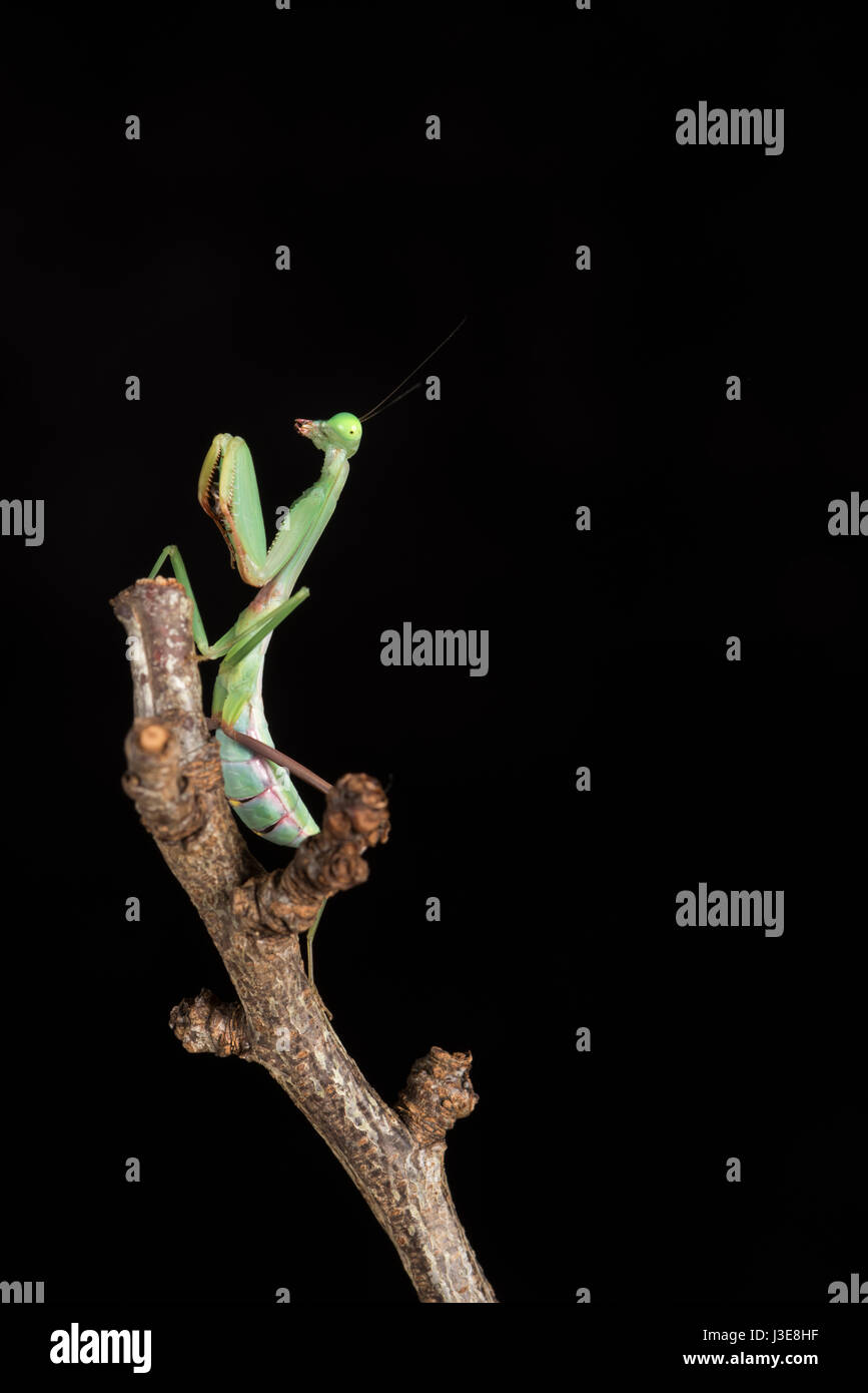 King mantis hi-res stock photography and images - Alamy