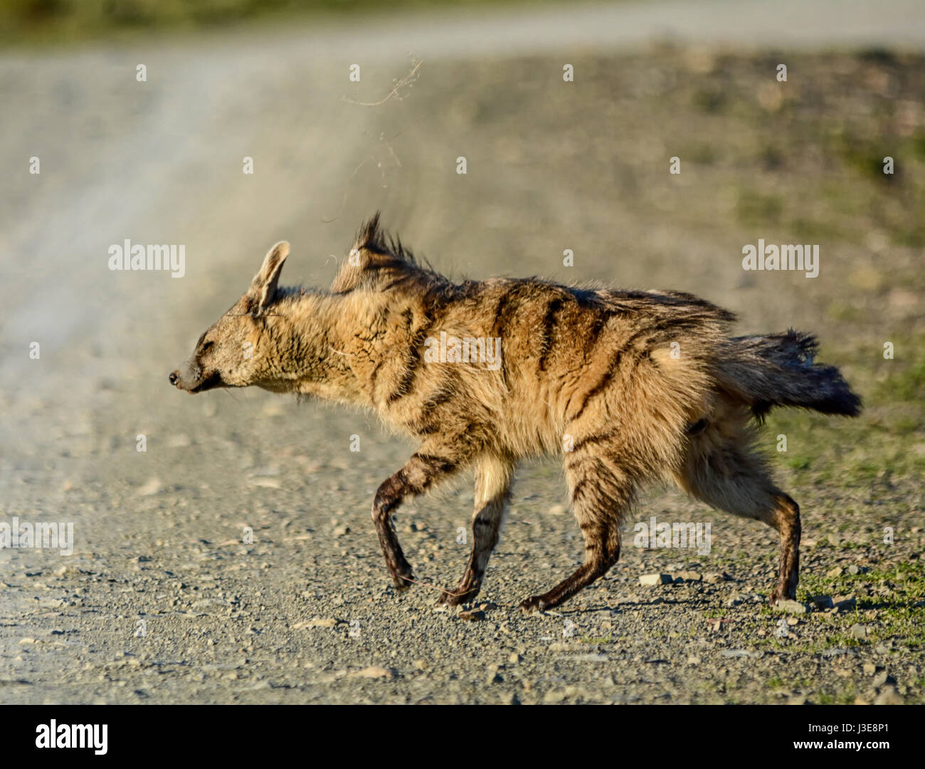 An Aardwolf sheking off loose grass in Southern African savanna Stock ...