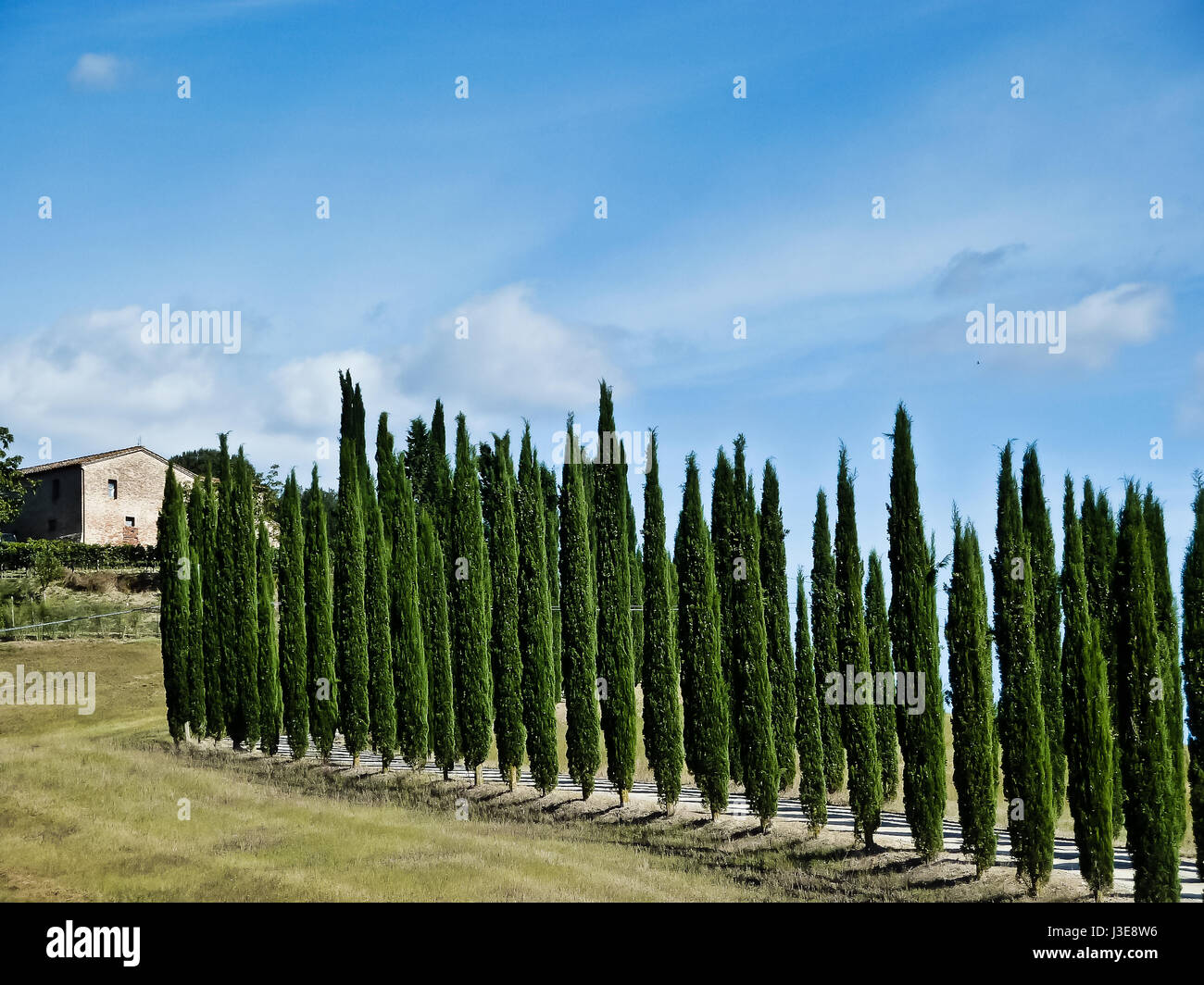 Cyprus trees hi-res stock photography and images - Alamy