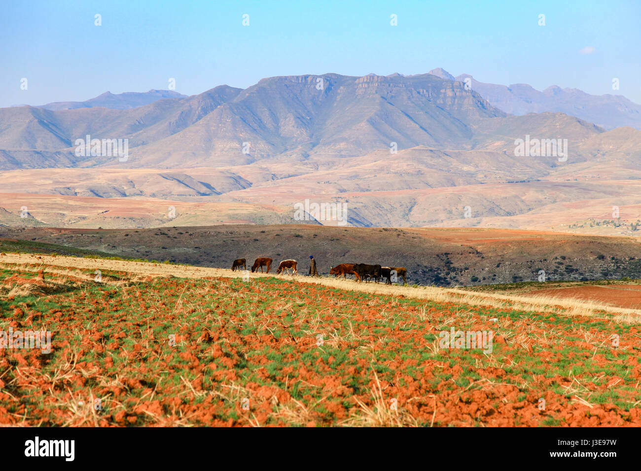 African brown cows walking hi-res stock photography and images - Alamy