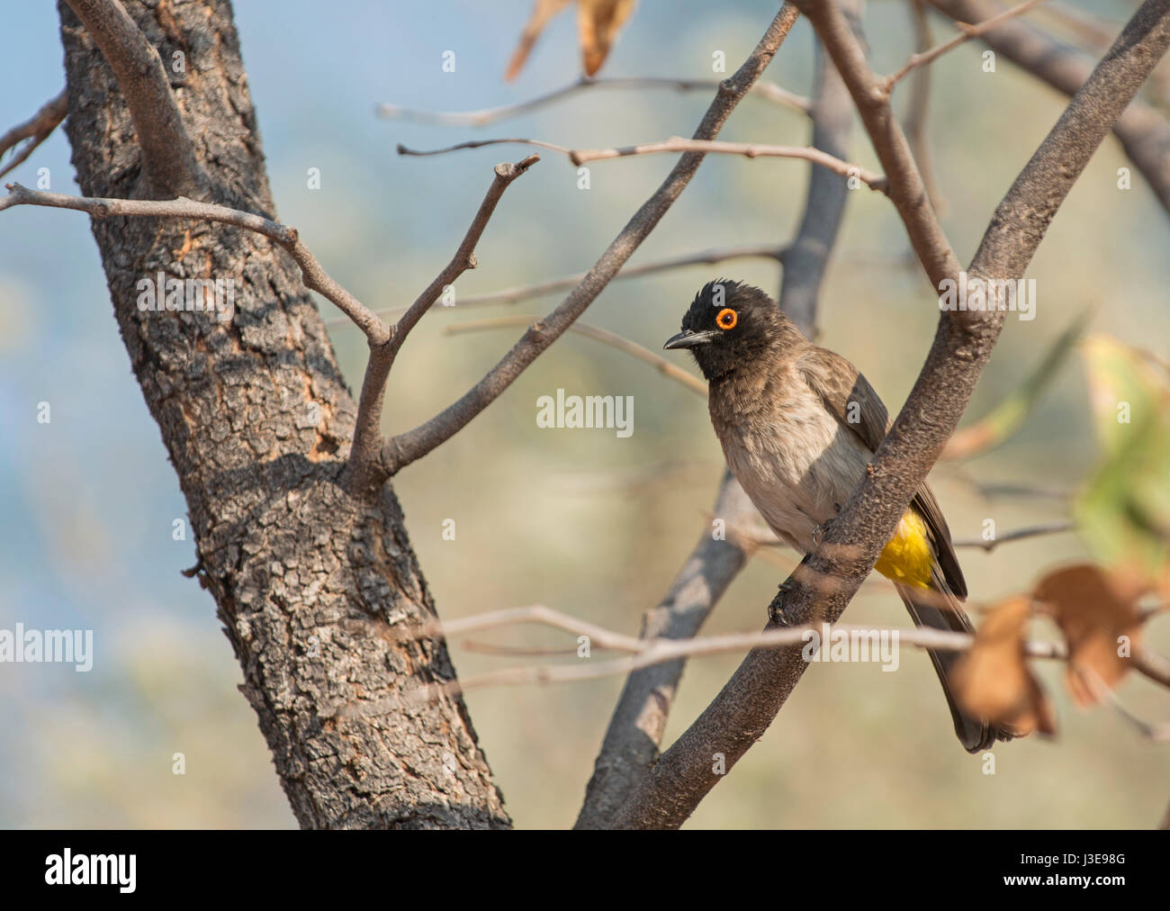 African red-eyed bulbul (or black-fronted bulbul): Pycnonotus nigricans ...