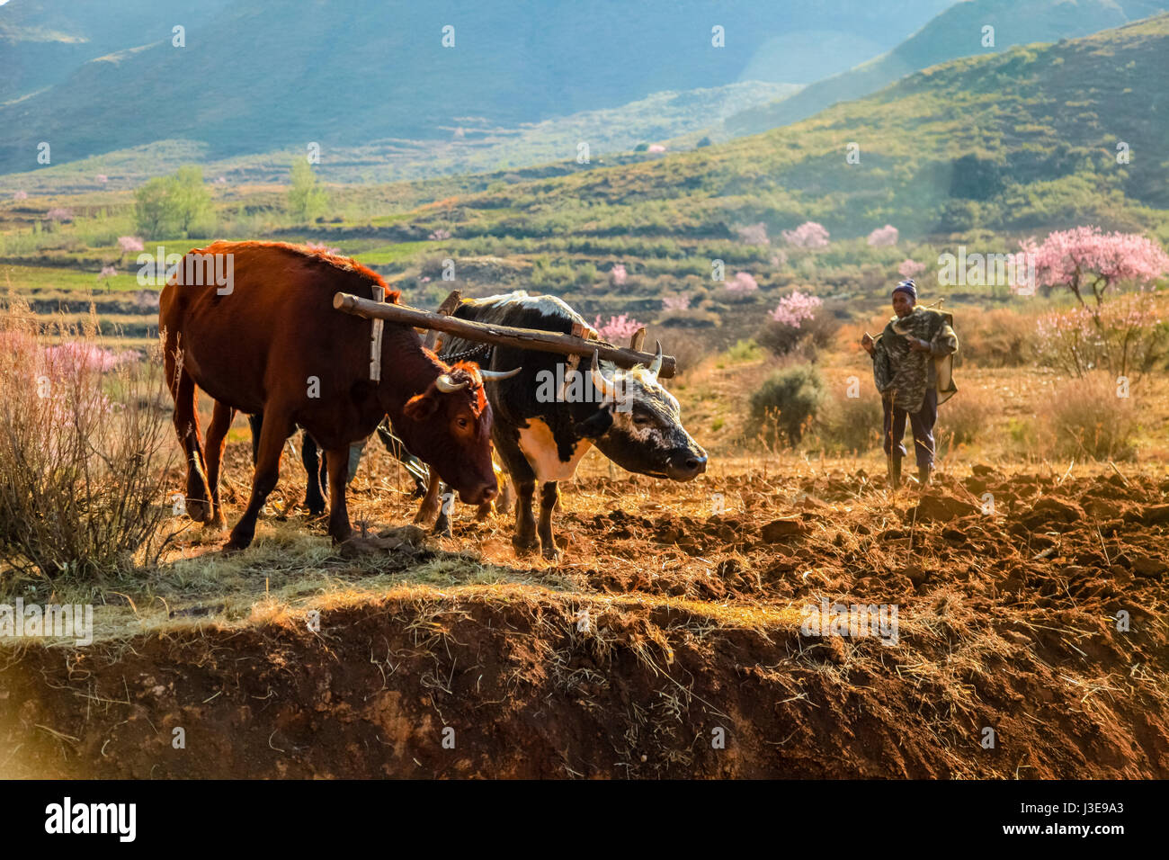 Plowing cows hi-res stock photography and images - Alamy