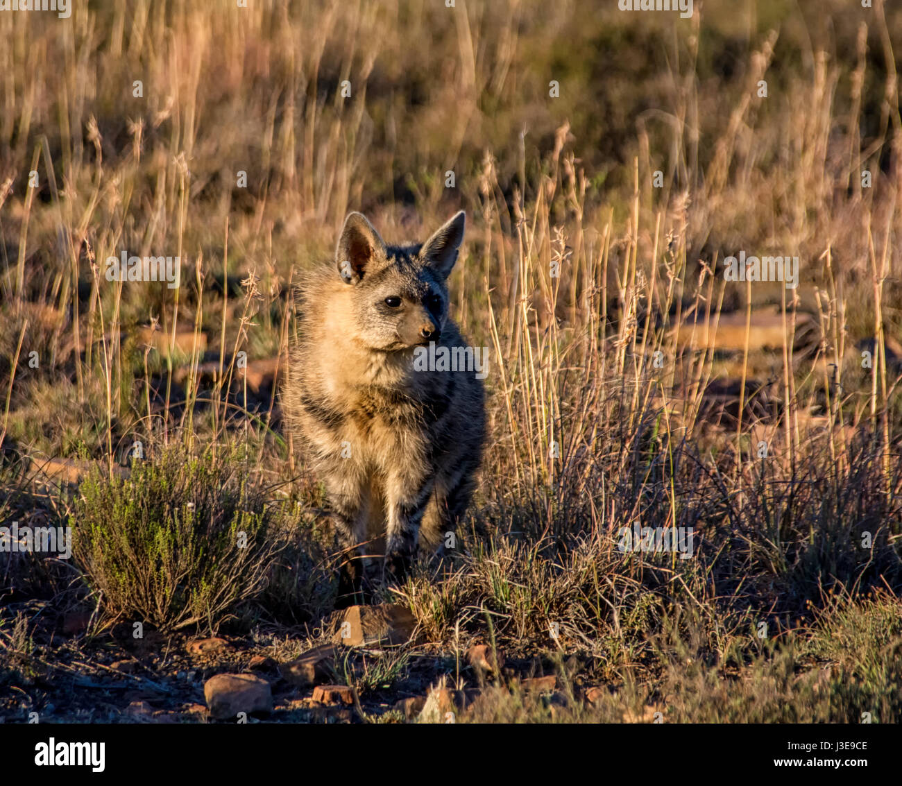 Aardwolf grass hi-res stock photography and images - Alamy
