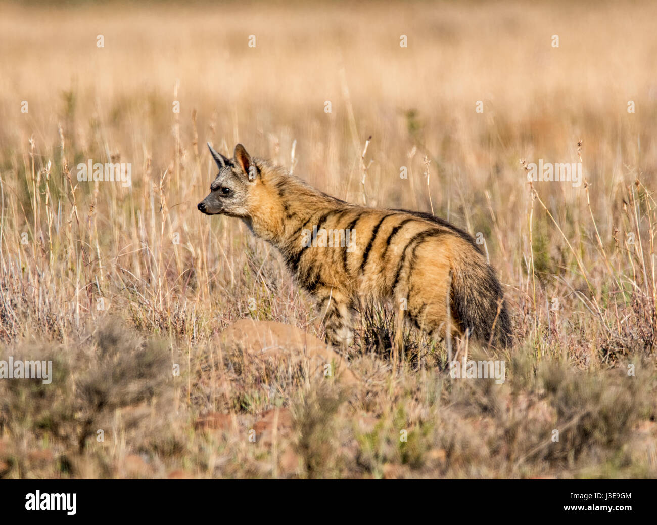 Aardwolf hi-res stock photography and images - Alamy