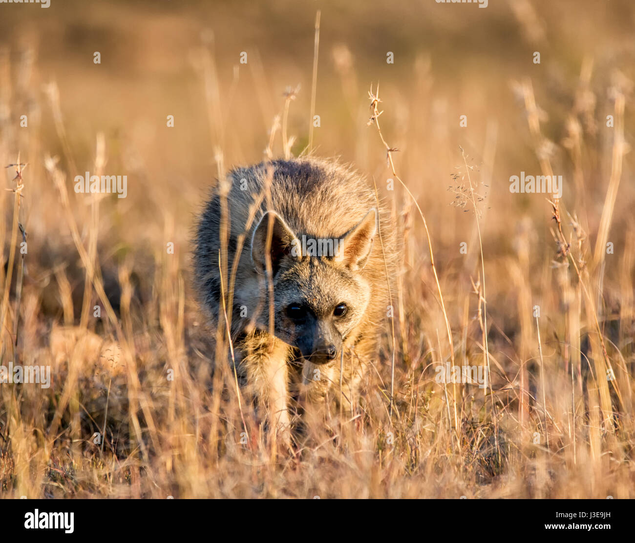 Aardwolf hi-res stock photography and images - Alamy