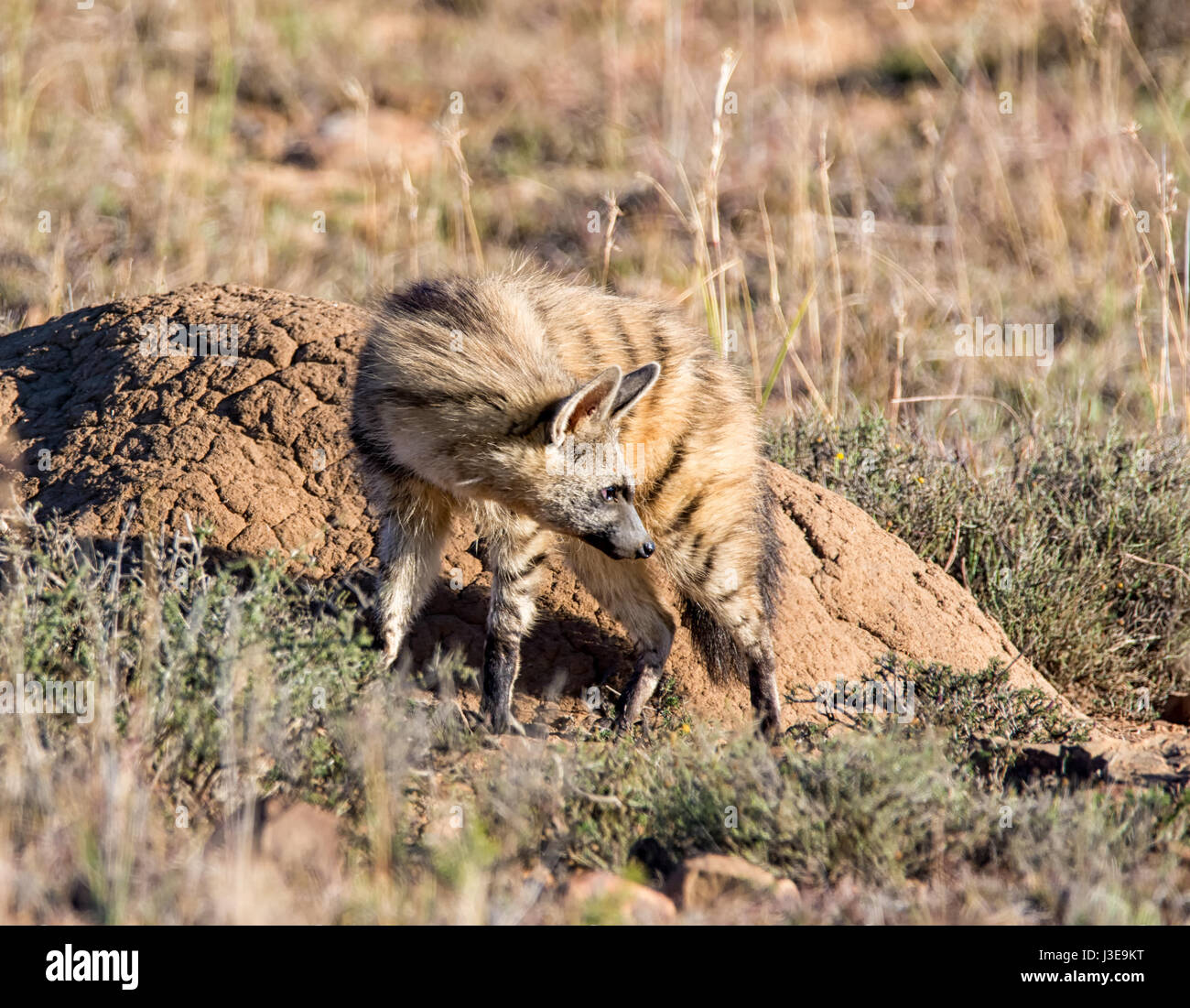 Aardwolf hi-res stock photography and images - Alamy