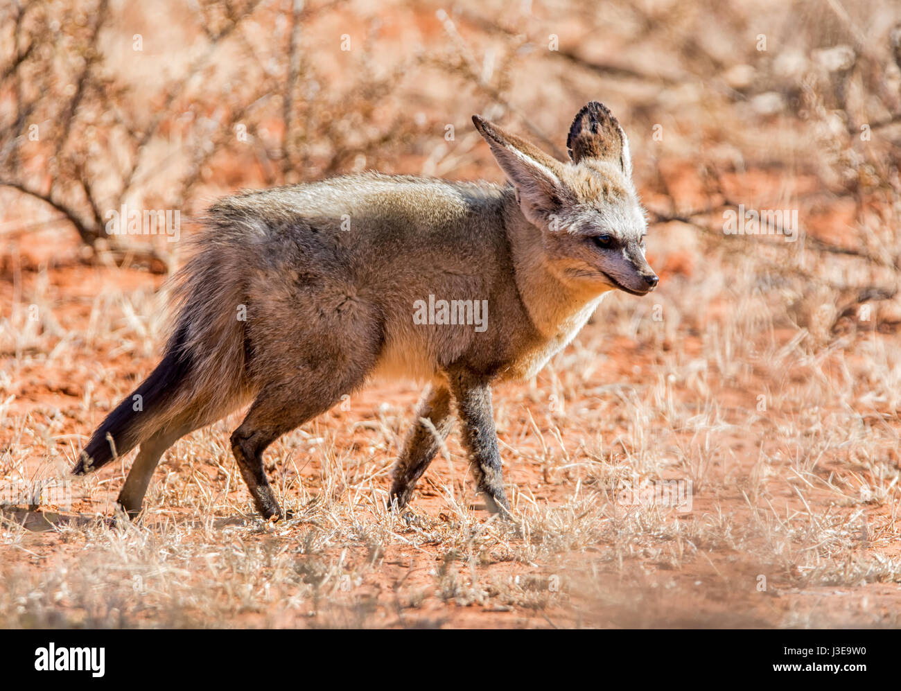 Bat-eared Fox foraging in Southern African savanna Stock Photo - Alamy