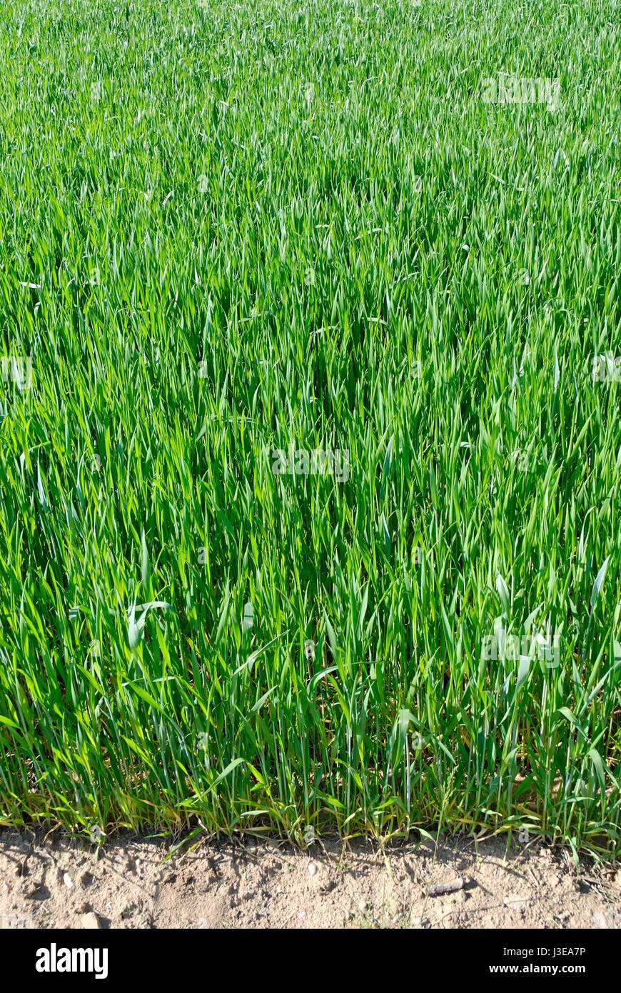 Seedling and farm crop field hi-res stock photography and images - Alamy