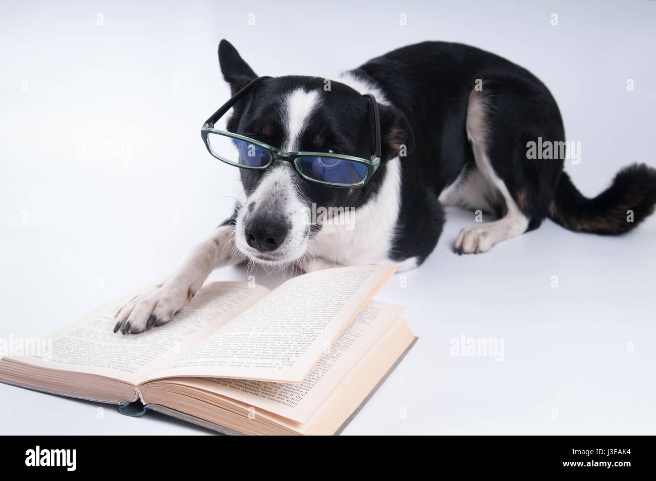Mixed breed dog reading a book in blue glasses on white background ...