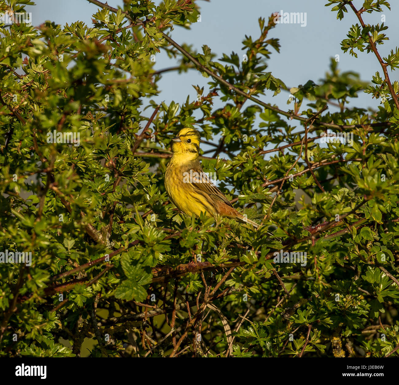 Yellowhammer wings hi-res stock photography and images - Alamy