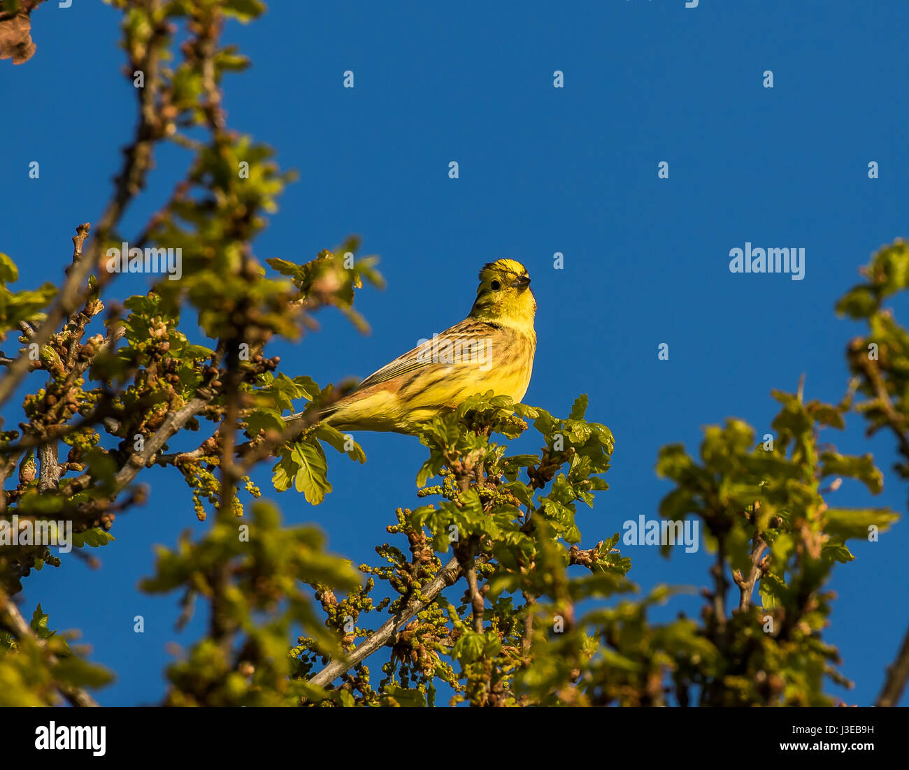 Yellow hammer singing hi-res stock photography and images - Alamy