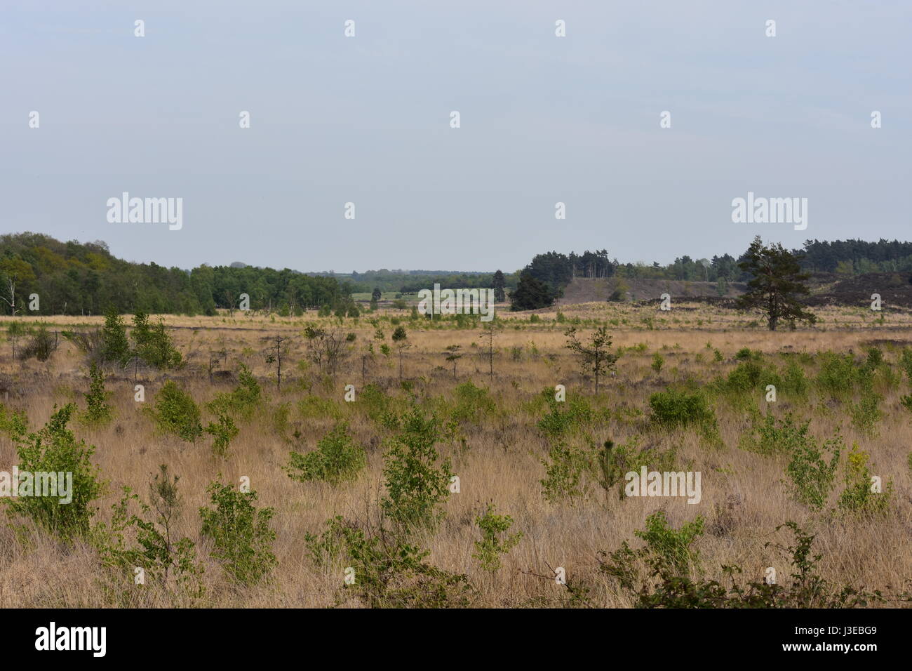 Dersingham, norfolk hi-res stock photography and images - Alamy