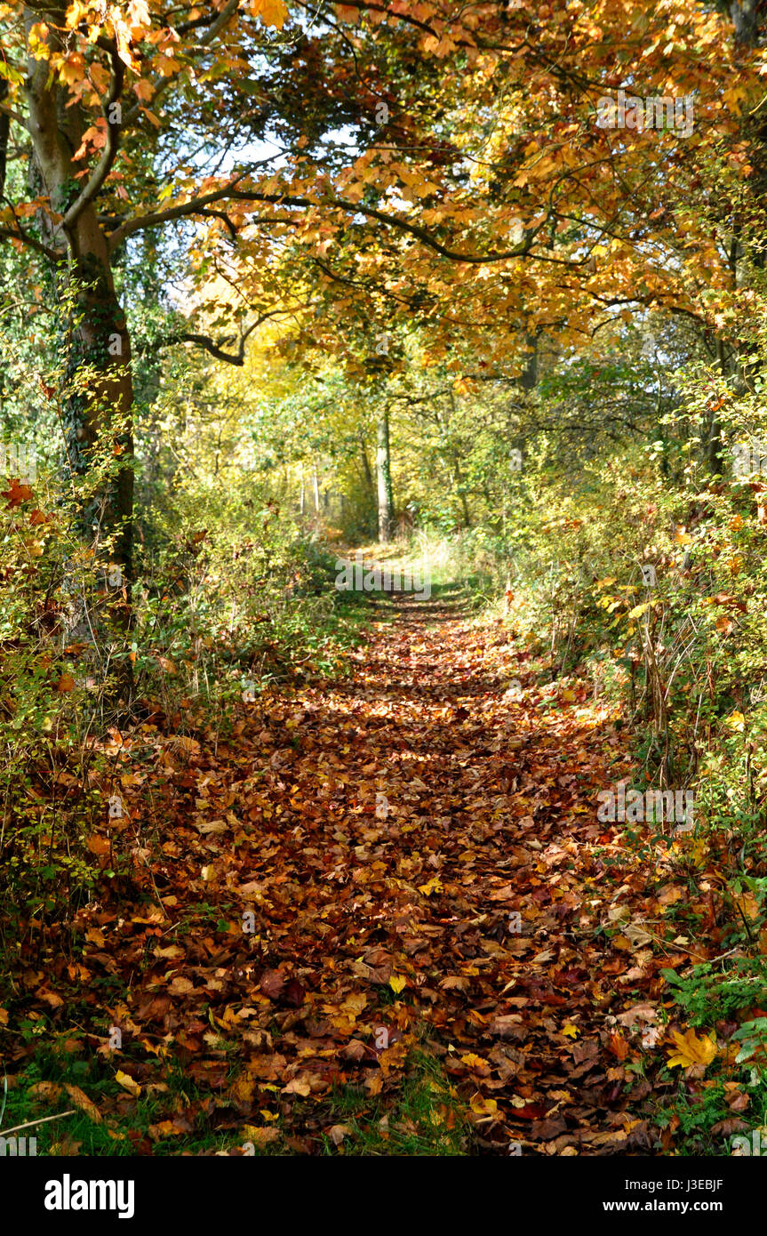 country path covered in autumn leaves Stock Photo - Alamy