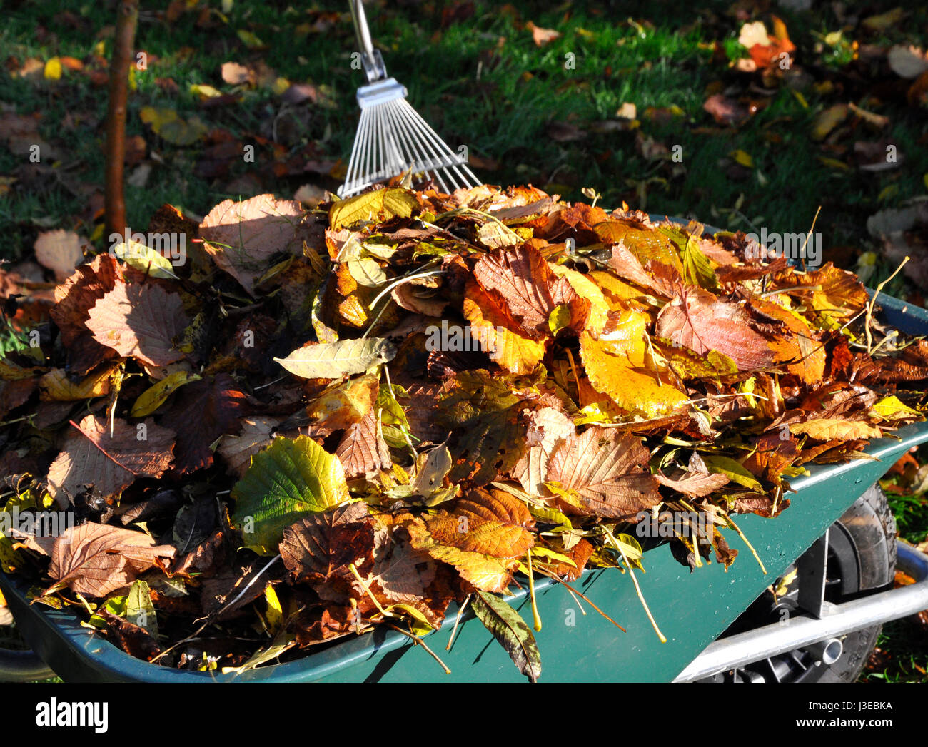 wheelbarrow full of autumn leaves Stock Photo - Alamy