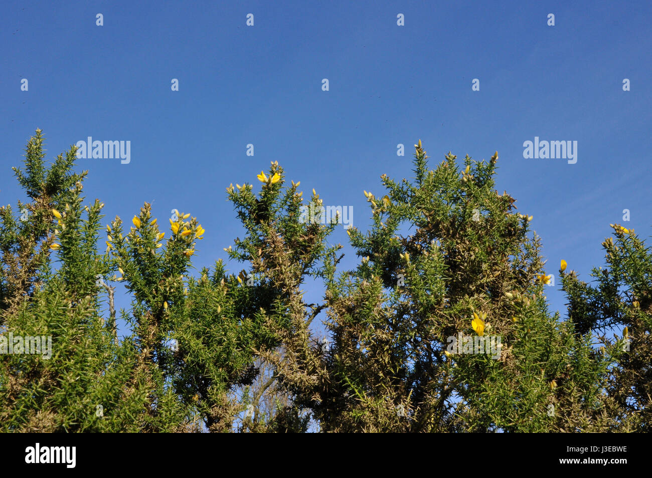 Gorse thorns hi-res stock photography and images - Alamy