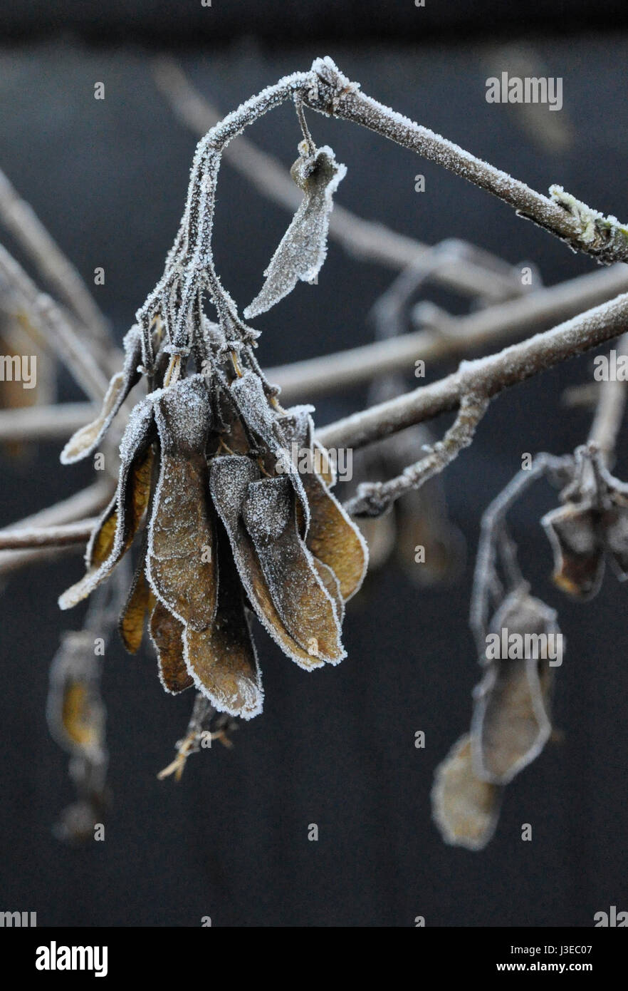 Ash tree seeds hi-res stock photography and images - Alamy