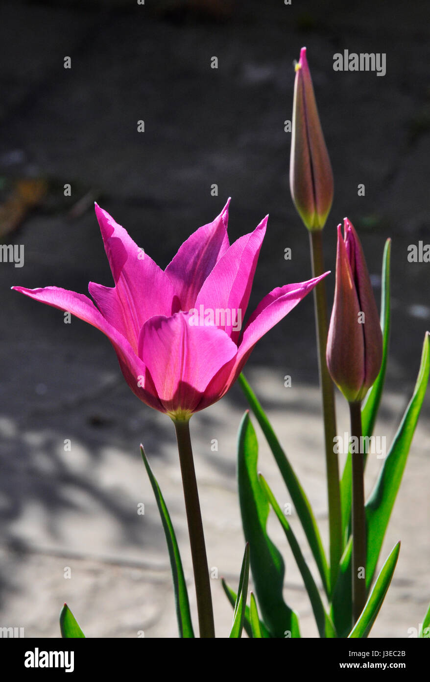 tulip purple dream Stock Photo - Alamy
