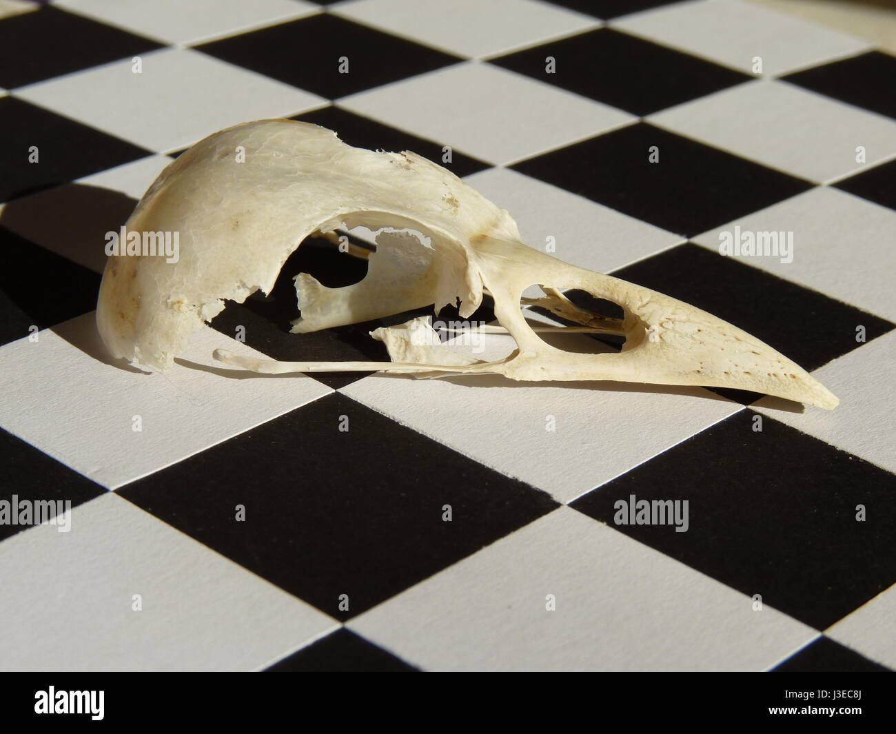 Magpie skull hi-res stock photography and images - Alamy