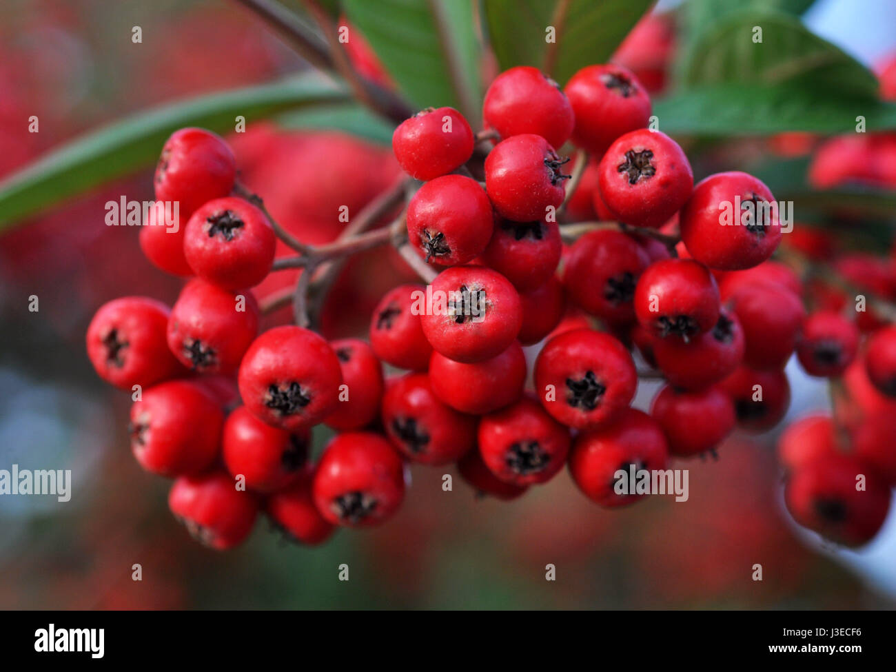 Non edible red berries hi-res stock photography and images - Alamy