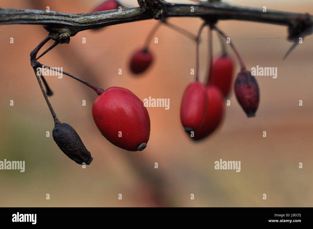 Red oval hips hi-res stock photography and images - Alamy