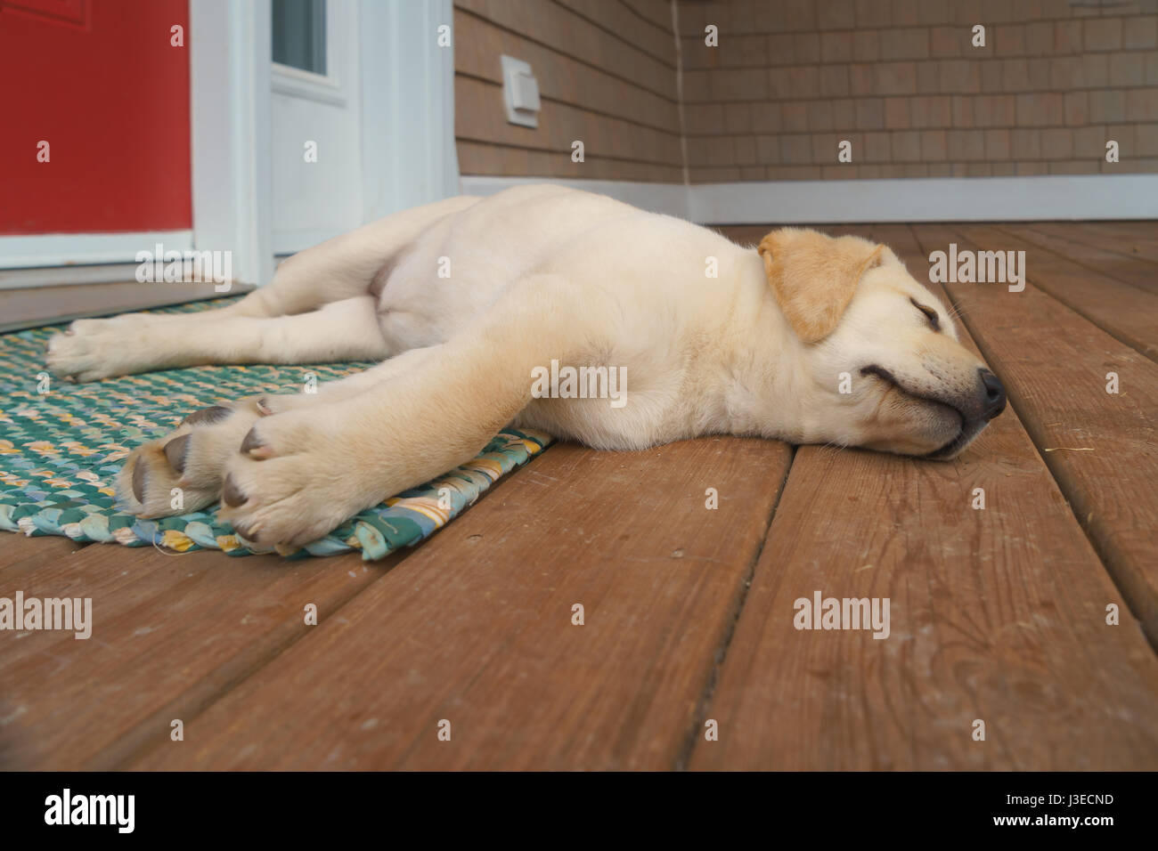 Yellow Labrador retriever puppy on a front porch Stock Photo - Alamy