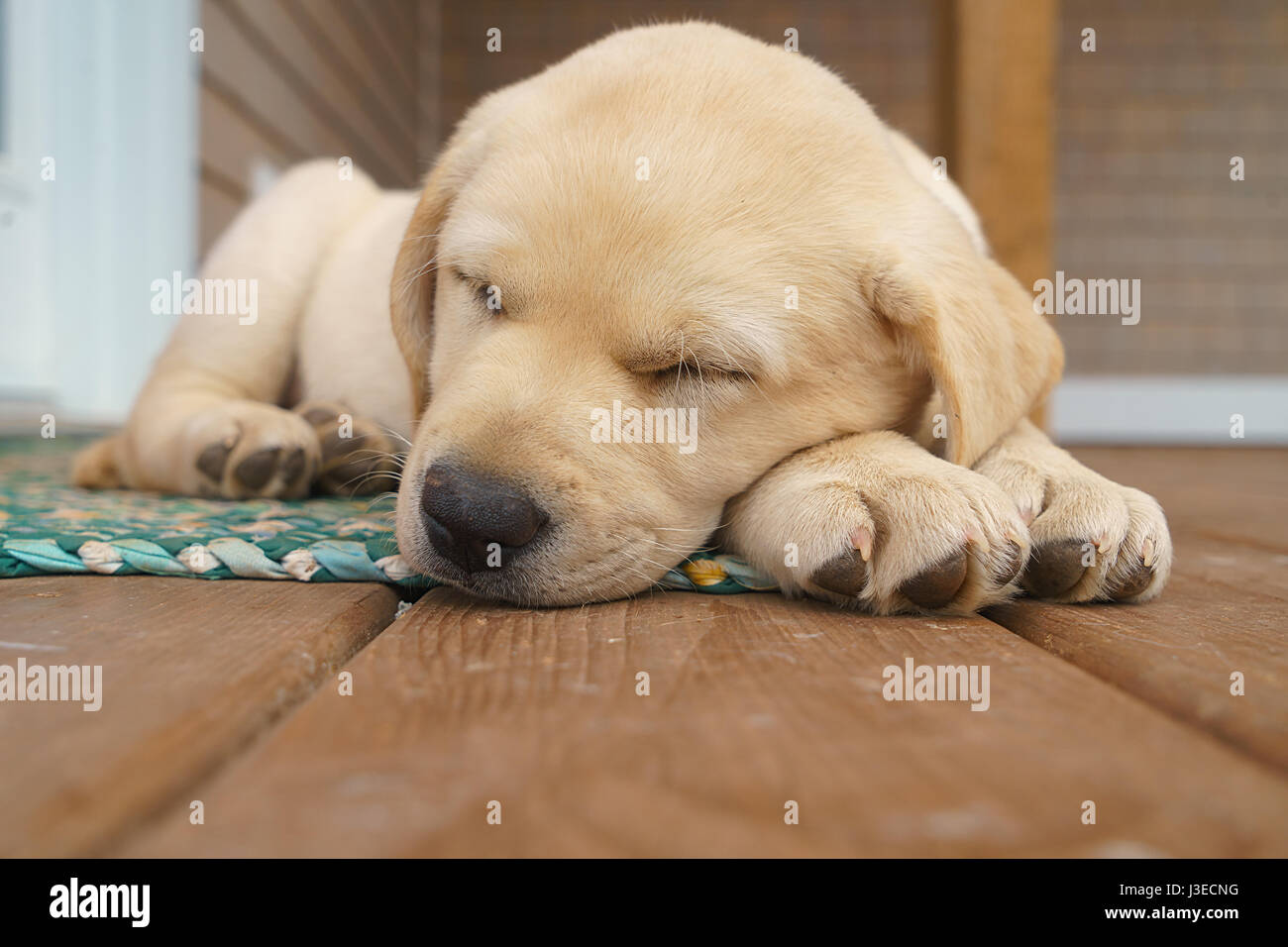Yellow Labrador retriever puppy on a front porch Stock Photo - Alamy