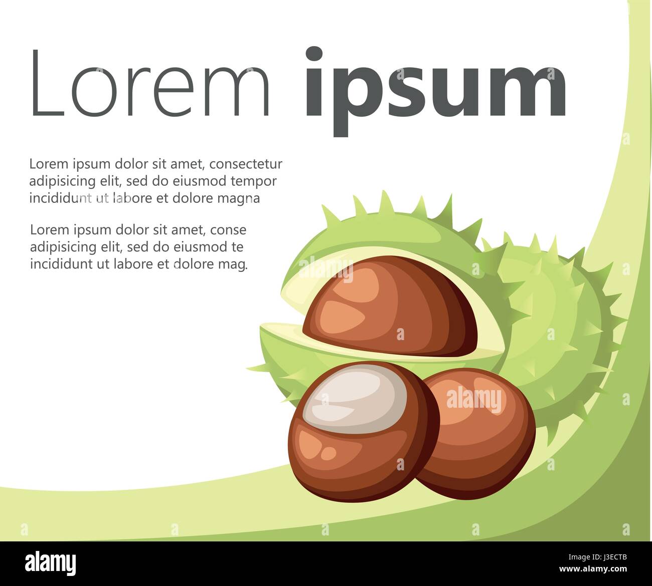 Chesnut peeled and whole horse chestnuts, vector illustration isolated ...