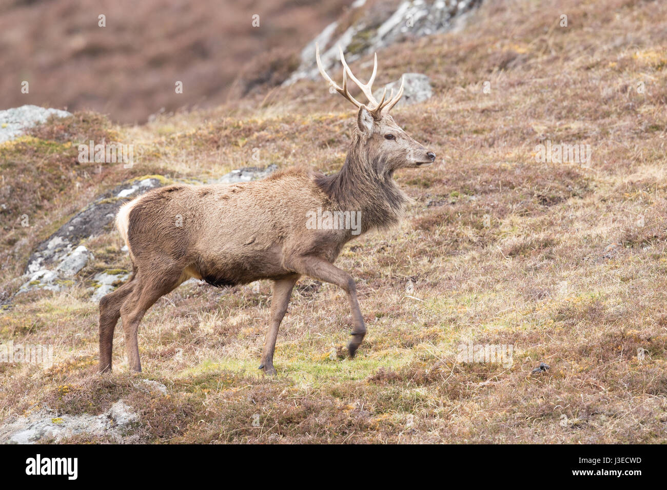 Red deer calves highlands hi-res stock photography and images - Alamy