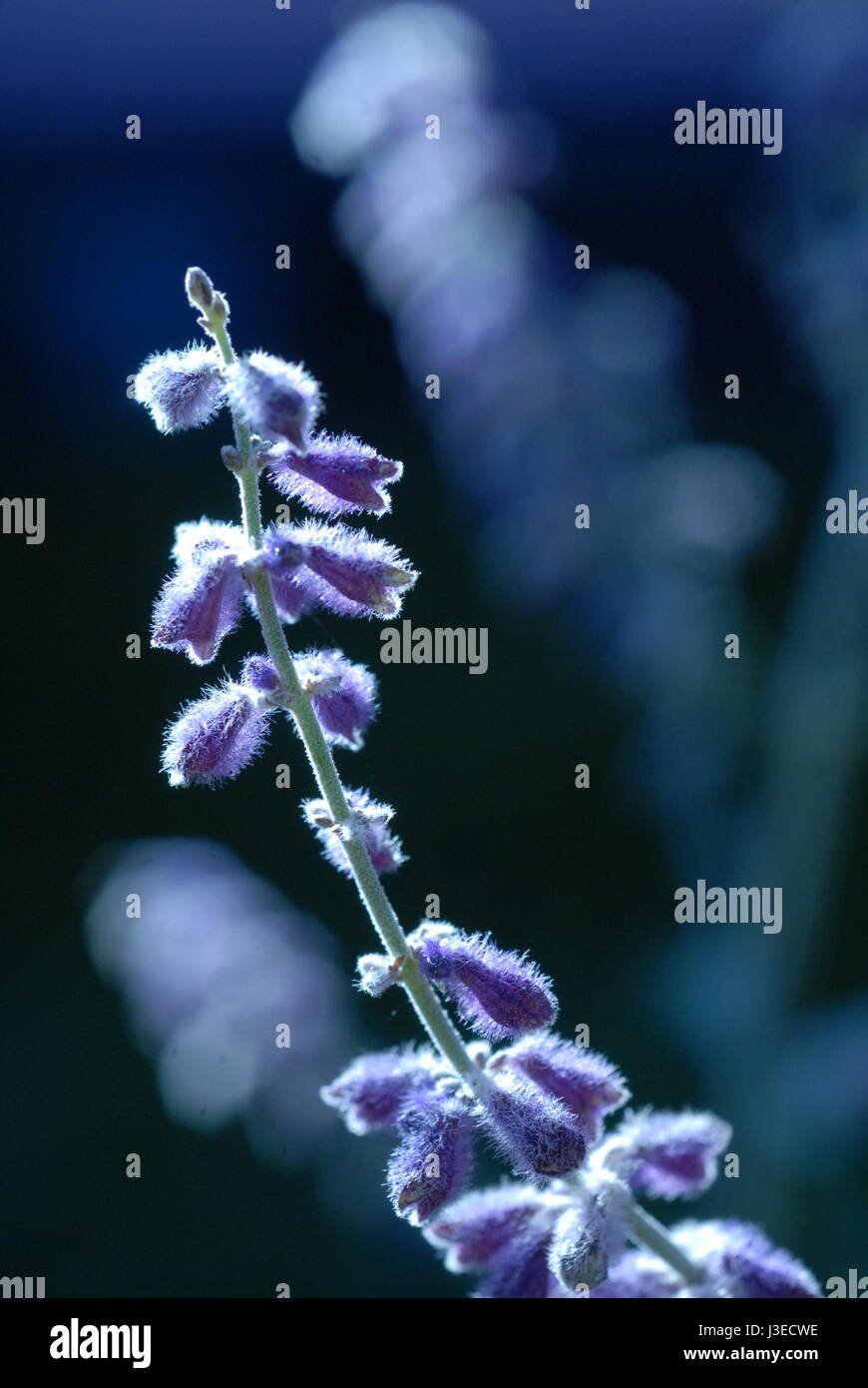 Silver sage hi-res stock photography and images - Alamy