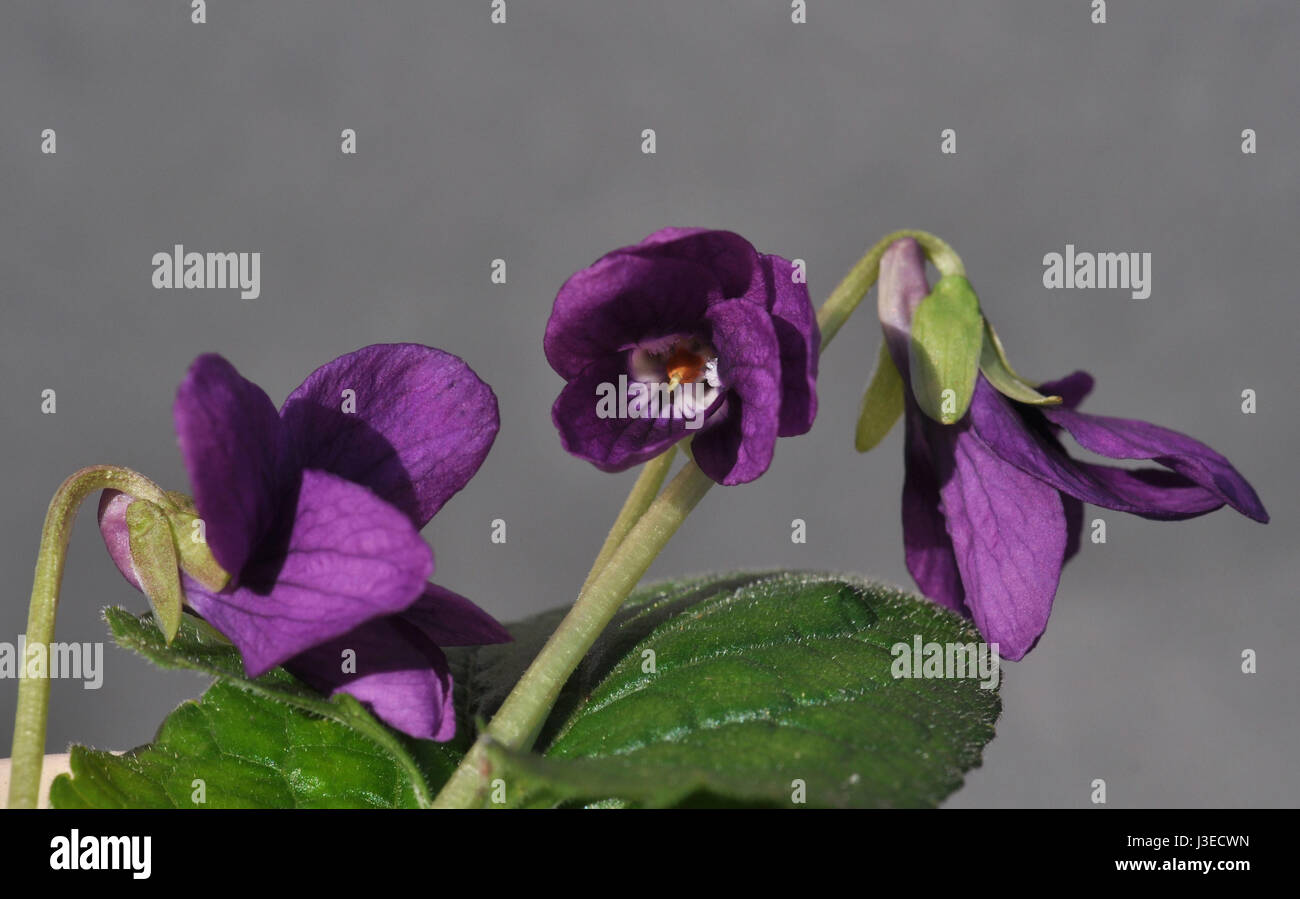 Violets growing wild hi-res stock photography and images - Alamy