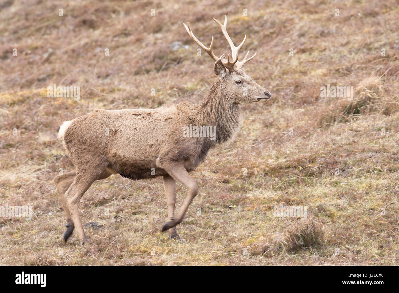 Red Deer stag at Strathconon, Scottish Highlands Stock Photo - Alamy
